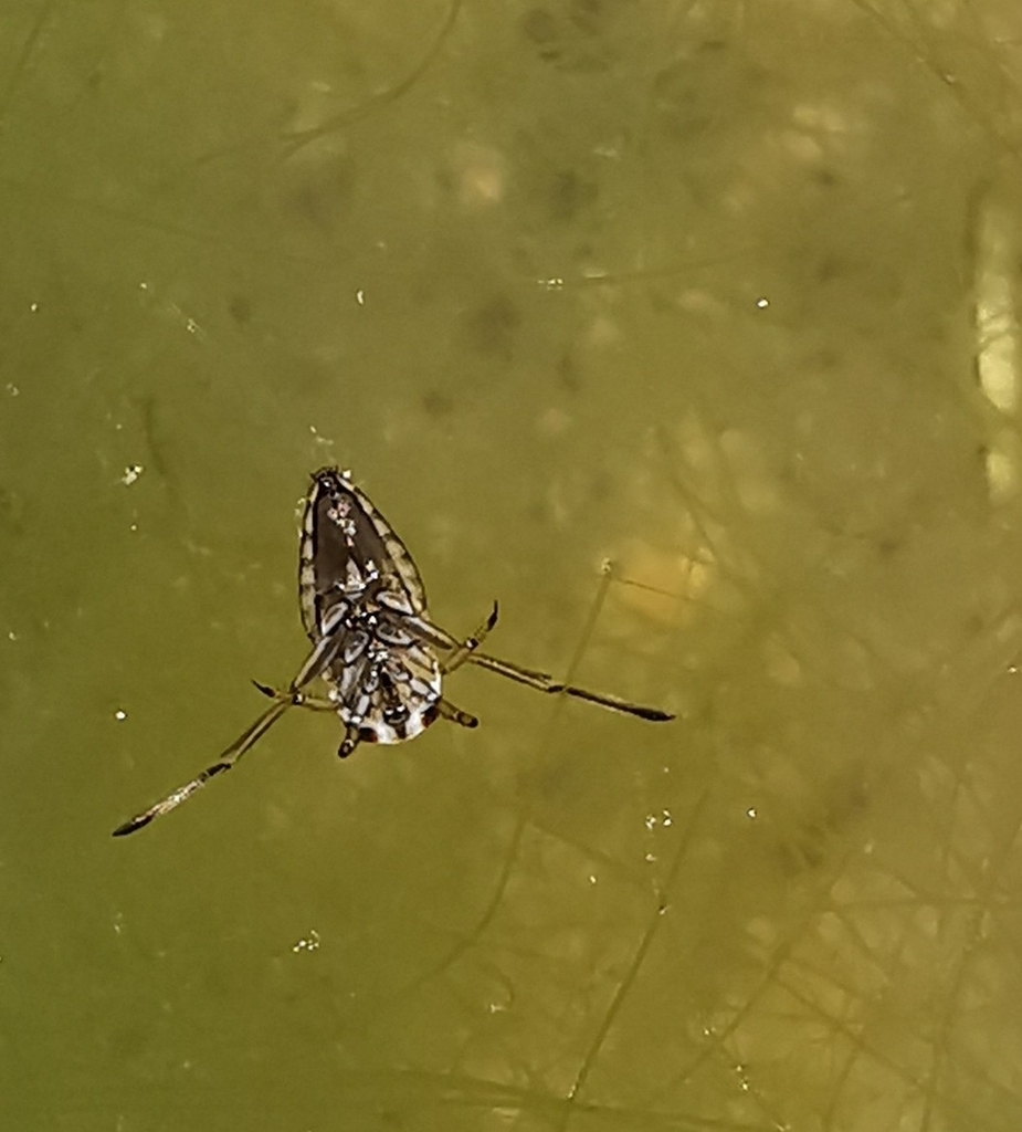 Milky Backswimmers from Feldkirch, AT-VO, AT on May 26, 2024 at 10:36 ...