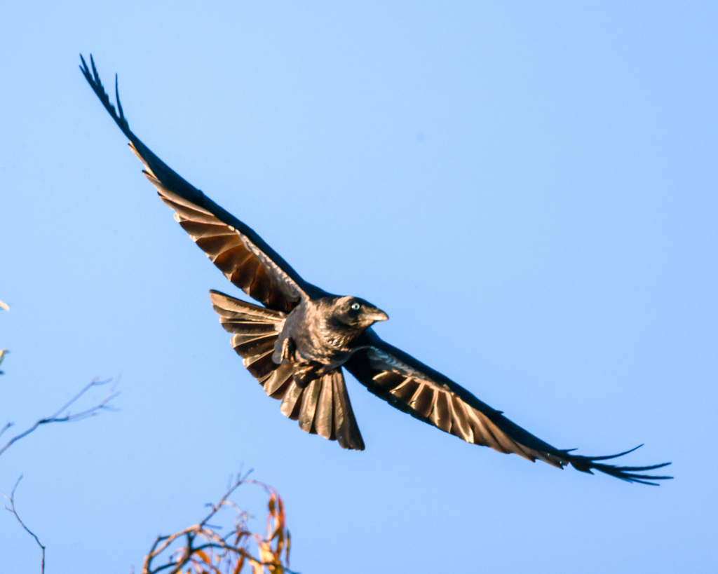 Torresian Crow from Coolmunda QLD 4387, Australia on May 26, 2024 at 04 ...