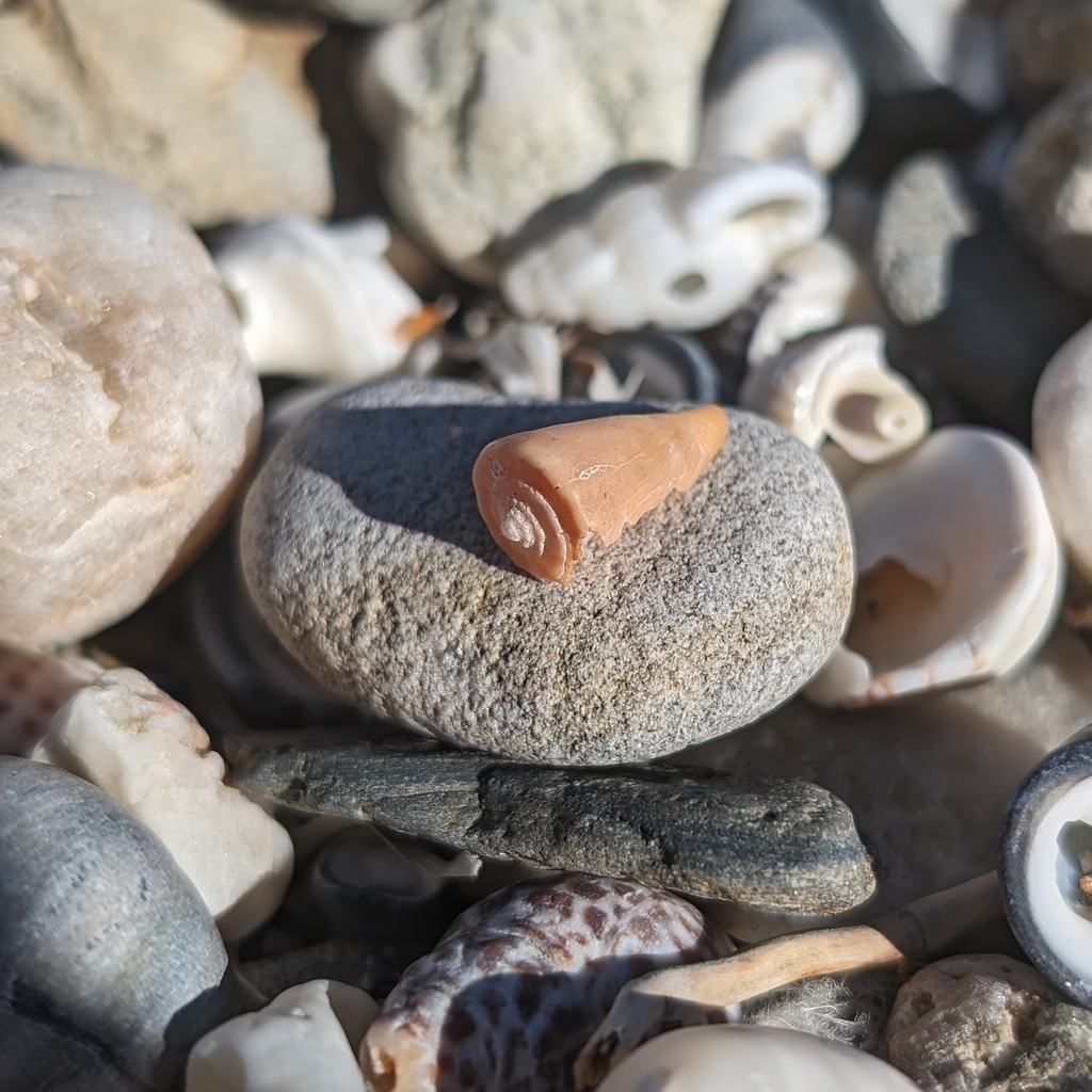 Burnished Cone from Wirrina Cove SA 5204, Australia on May 26, 2024 at ...