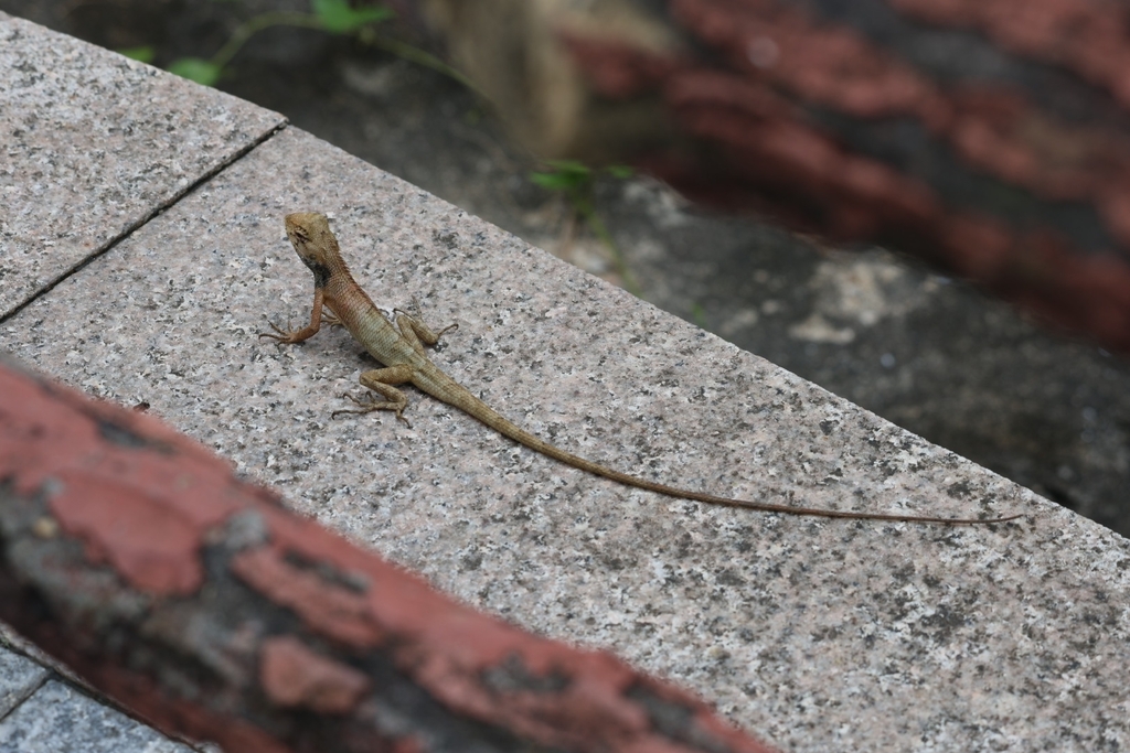 Calotes wangi wangi from Shenzhen, CN-GD, CN on May 26, 2024 at 01:12 ...