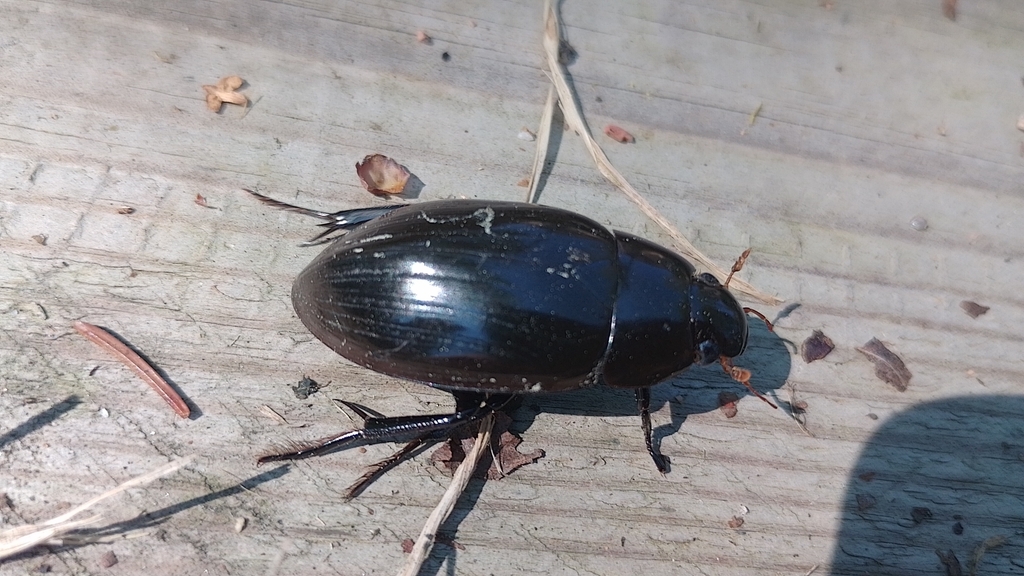 Hydrophilus aterrimus from 48100 Kotka, Suomi on May 26, 2024 at 11:42 ...