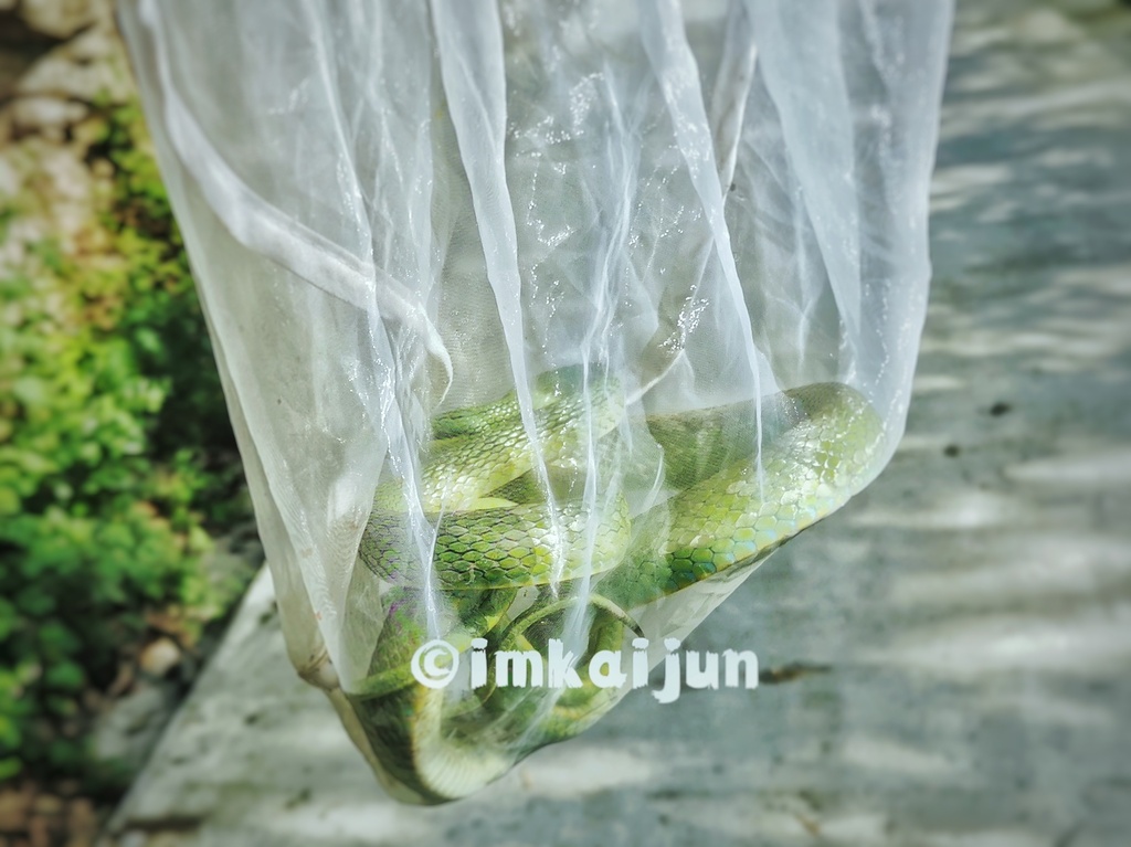 Rein Snake in May 2023 by imkaijun · iNaturalist