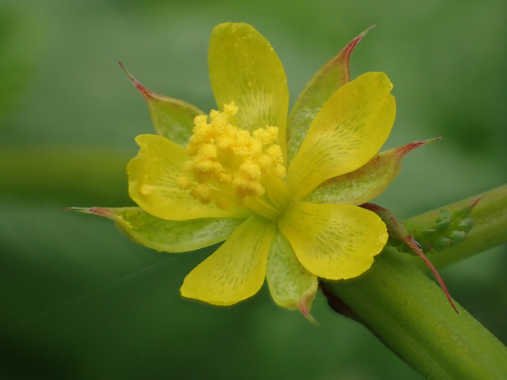 (Corchorus capsularis) - Botanical Realm