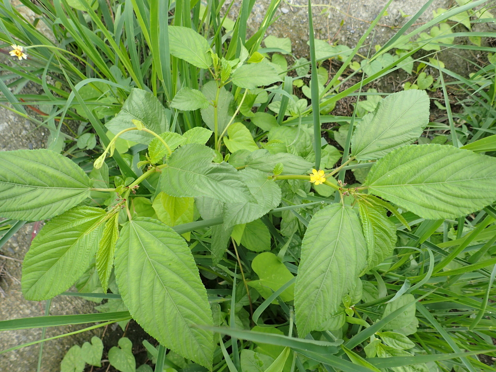(Corchorus capsularis) - Botanical Realm