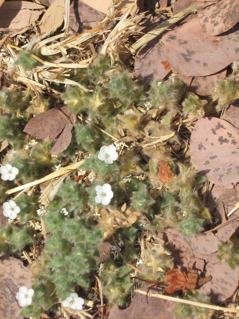 Annual Cryptanthas from Keep River National Park, Baines NT 0852 ...