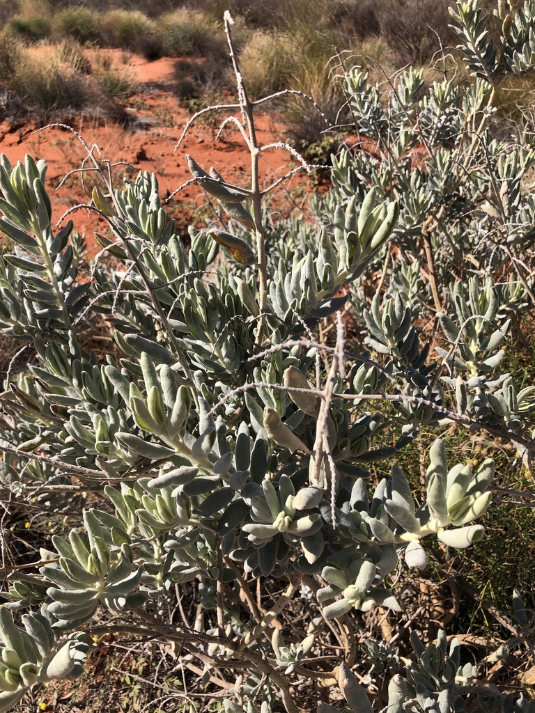 dicots from Mulga Park Rd, Petermann, NT, AU on May 26, 2024 at 01:32 ...