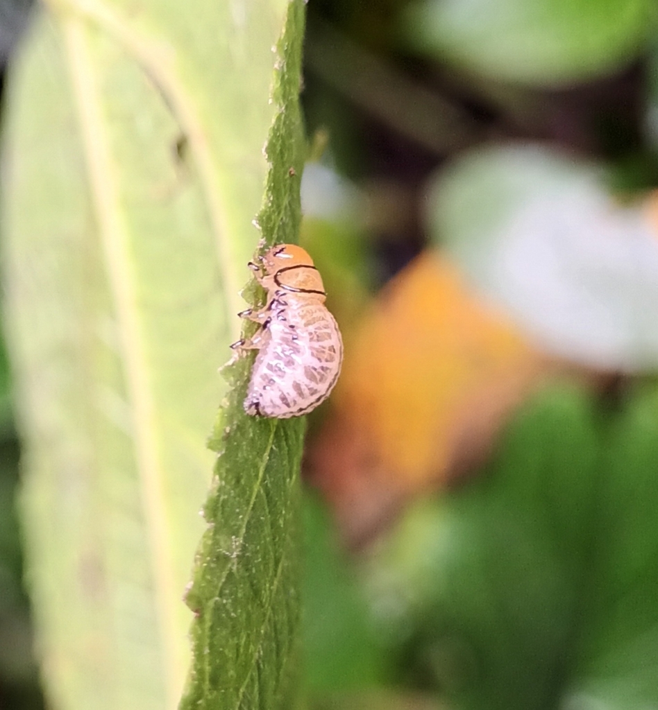 Doryphorini from Finca La Gracia on May 25, 2024 at 12:06 PM by Heidi Pasch de Viteri · iNaturalist