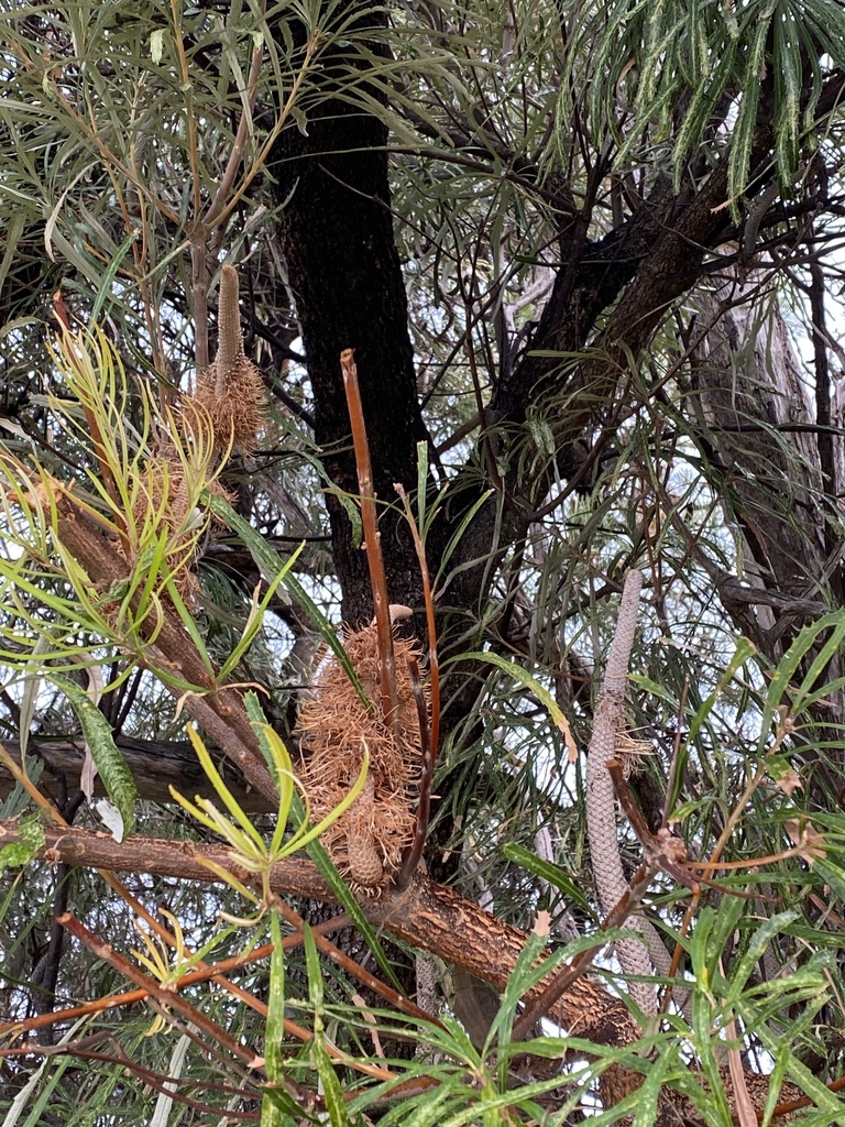 Swamp Banksia from Len Howard Conservation Park, Erskine, WA, AU on May ...