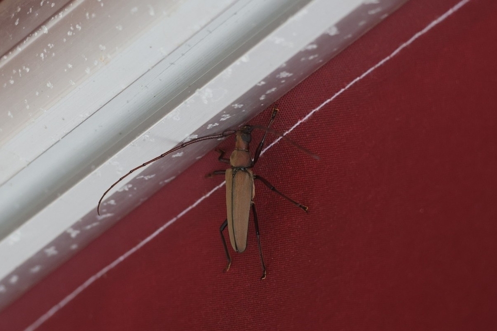 Aegolipton marginale from 广东省深圳市宝安区凤凰治安大队第四中队凤凰山森林公园 on May 26, 2024 at ...