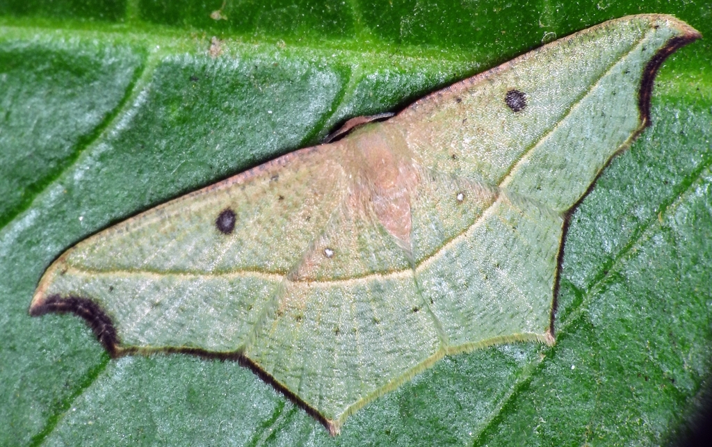 Cross-line Wave Moth from 243, Mayanna Layout, Nagasandra, Bengaluru ...
