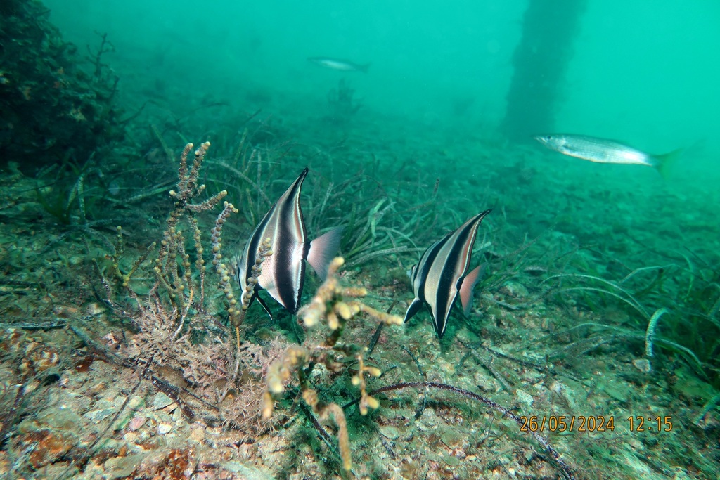 Western Talma from Rapid Bay jetty South Australia on May 26, 2024 at ...