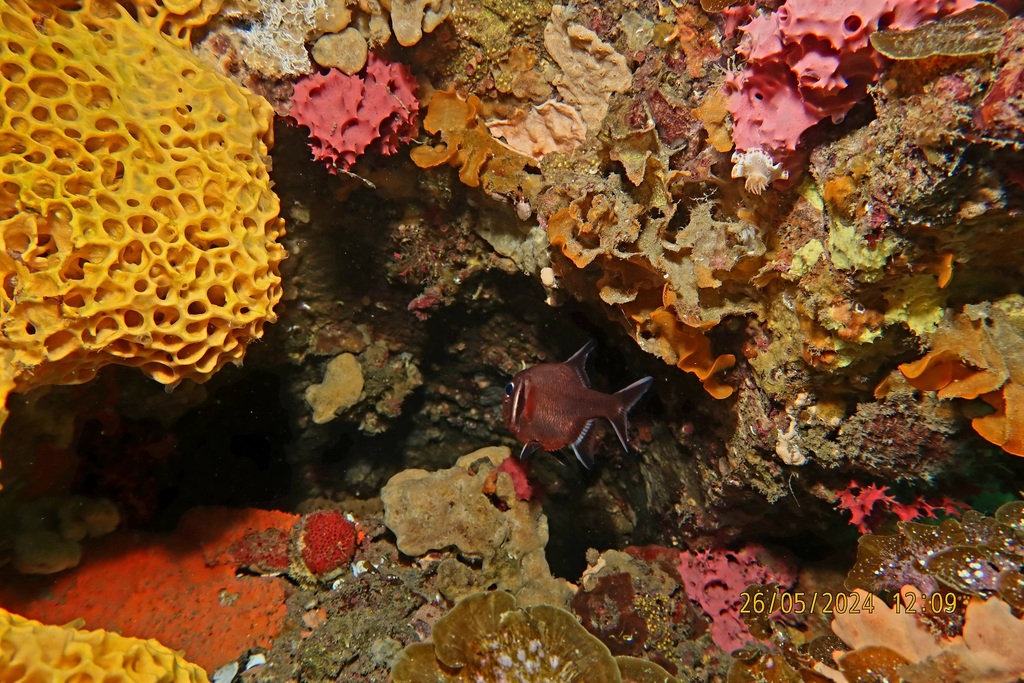 Southern Roughy from Rapid Bay jetty South Australia on May 26, 2024 at ...