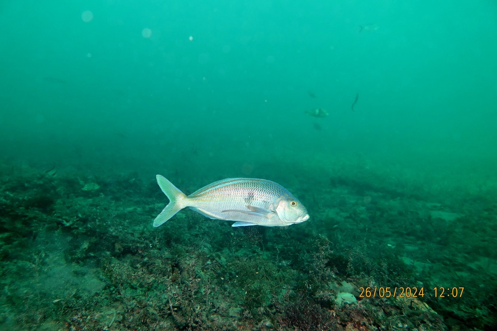 Blue Morwong from Rapid Bay jetty South Australia on May 26, 2024 at 12 ...