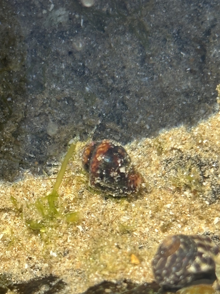 Dotted Dove Shell from Woolgoolga Bay, Woolgoolga, NSW, AU on May 26 ...