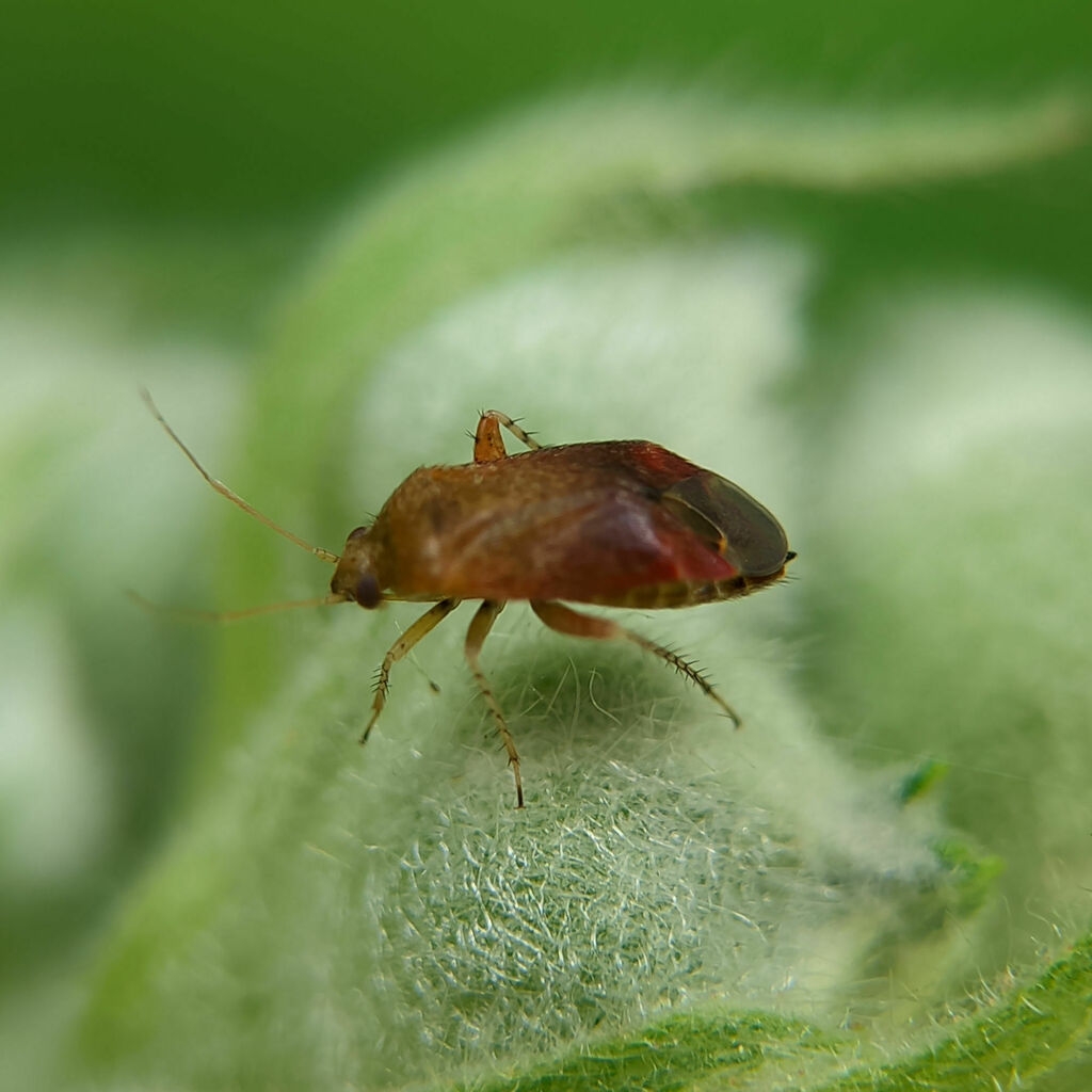 Plant Bugs from 31 Hildesheim, Germany on May 19, 2024 at 12:00 PM by ...