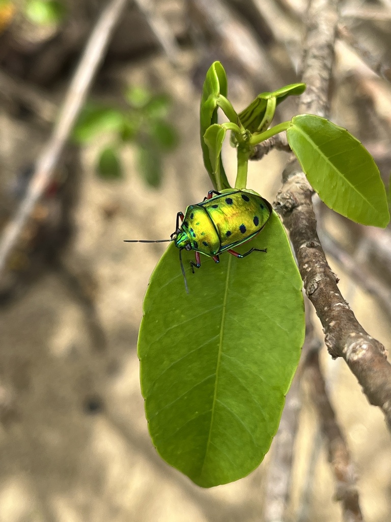 Mangrove jewel bug in May 2024 by Nakatada Wachi · iNaturalist