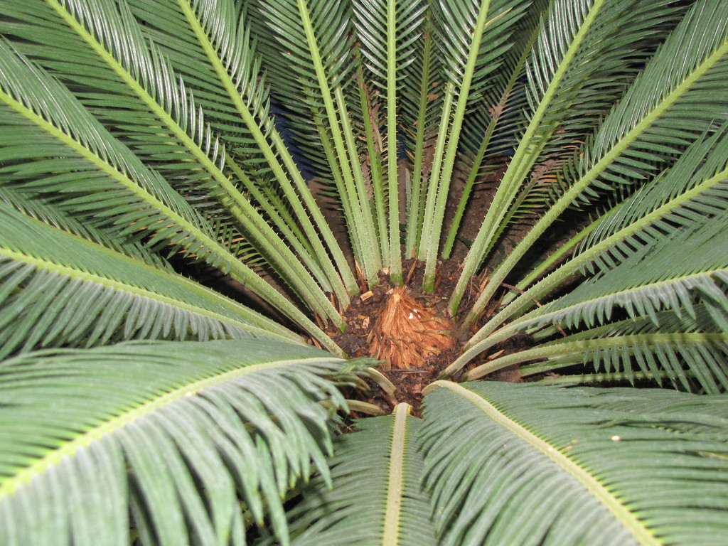 Cycads (Cycadopsida) - Botanical Realm