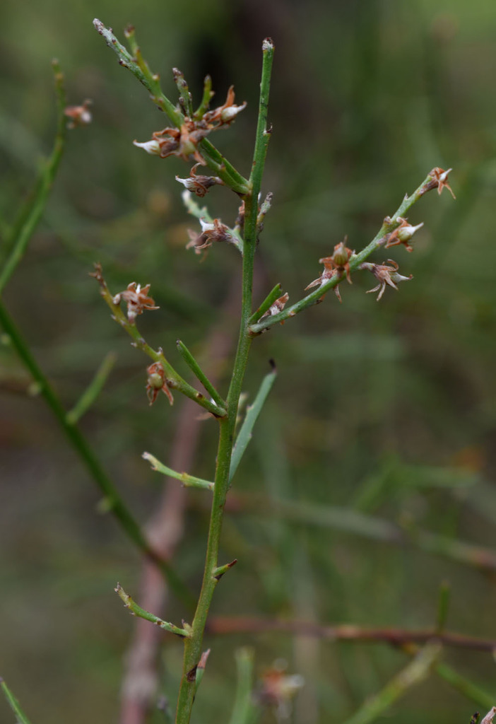 Jacksonia thesioides from Mareeba QLD 4880, Australia on February 25 ...