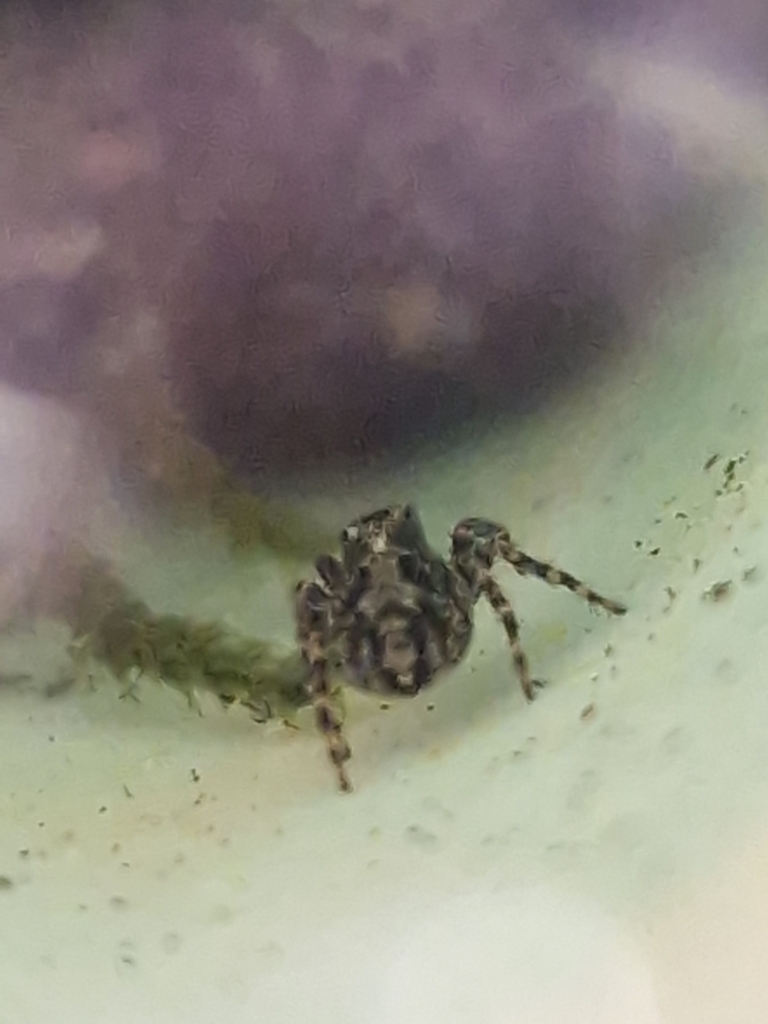 House Jumping Spider from Battersea Park, London SW11 4NJ, UK on May 25 ...