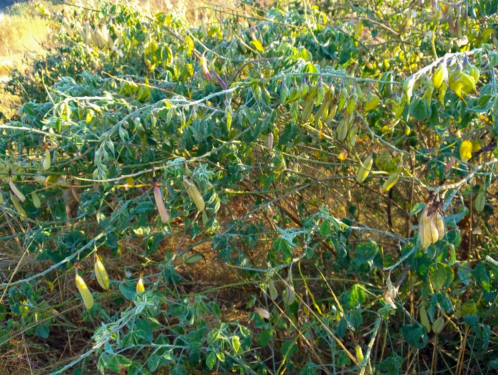 Canary bird bush from Zevenfontein 407-Jr, Midrand, South Africa on May ...