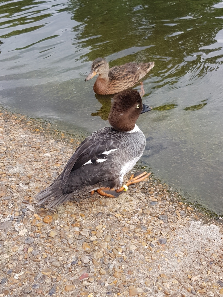 Common Goldeneye from London SW1A 2BJ, UK on May 24, 2024 at 03:50 PM ...
