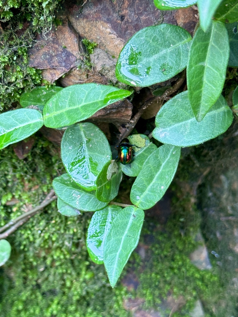 Platycorynus parryi from 首义公园, 武汉市, 湖北省, CN on May 26, 2024 at 04:58 PM ...