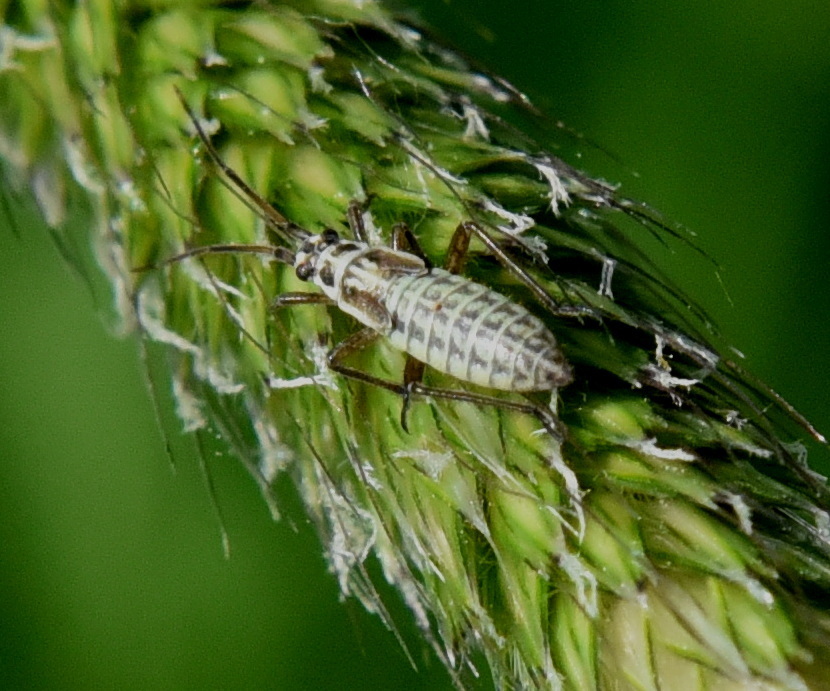 Meadow Plant Bug from Hinckley, UK on May 25, 2024 at 02:06 PM by ...