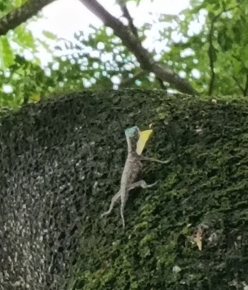 Sumatran Flying Dragon from Marymount, Singapore on May 26, 2024 at 01: ...