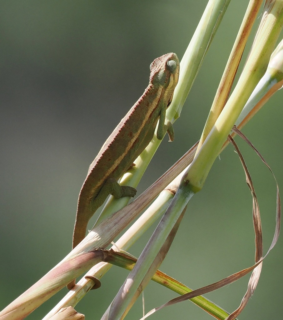 Montane side-striped chameleon from Fort Portal, Uganda on May 20, 2024 ...