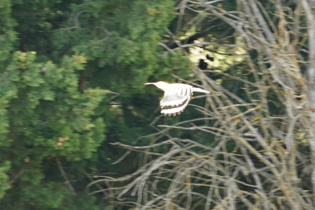 Common Hoopoe from 50682 Escó, Zaragoza, Spain on May 25, 2024 at 05:27 ...