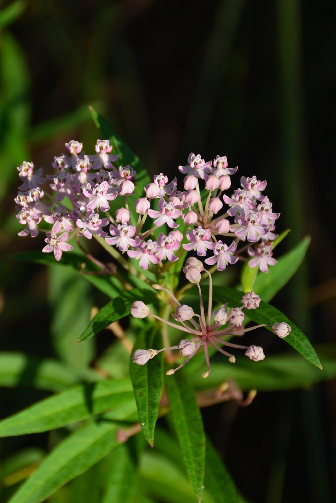swamp milkweed from Florida, USA on September 5, 2015 at 07:32 AM by ...