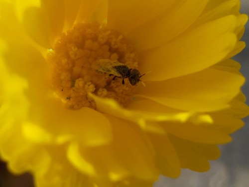 Lovely-horned Fairy Bee (Perdita callicerata)