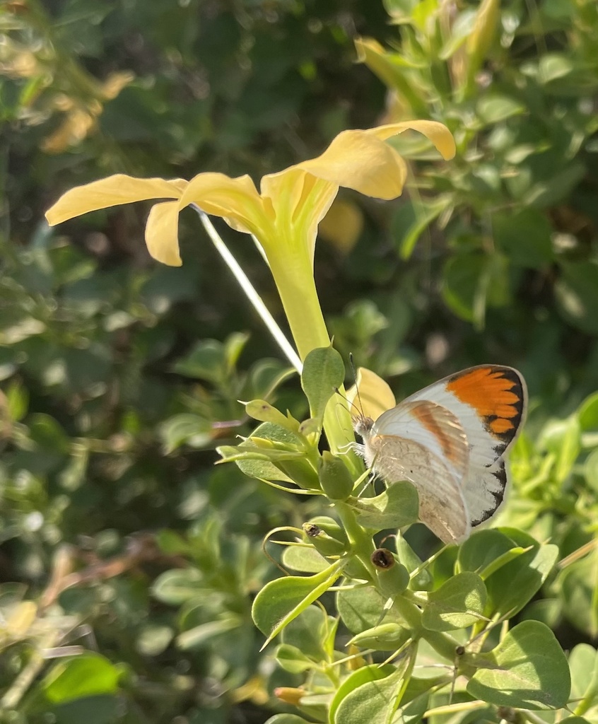 Small Orange Tip from Kruger National Park, Bushbuckridge, MP, ZA on ...