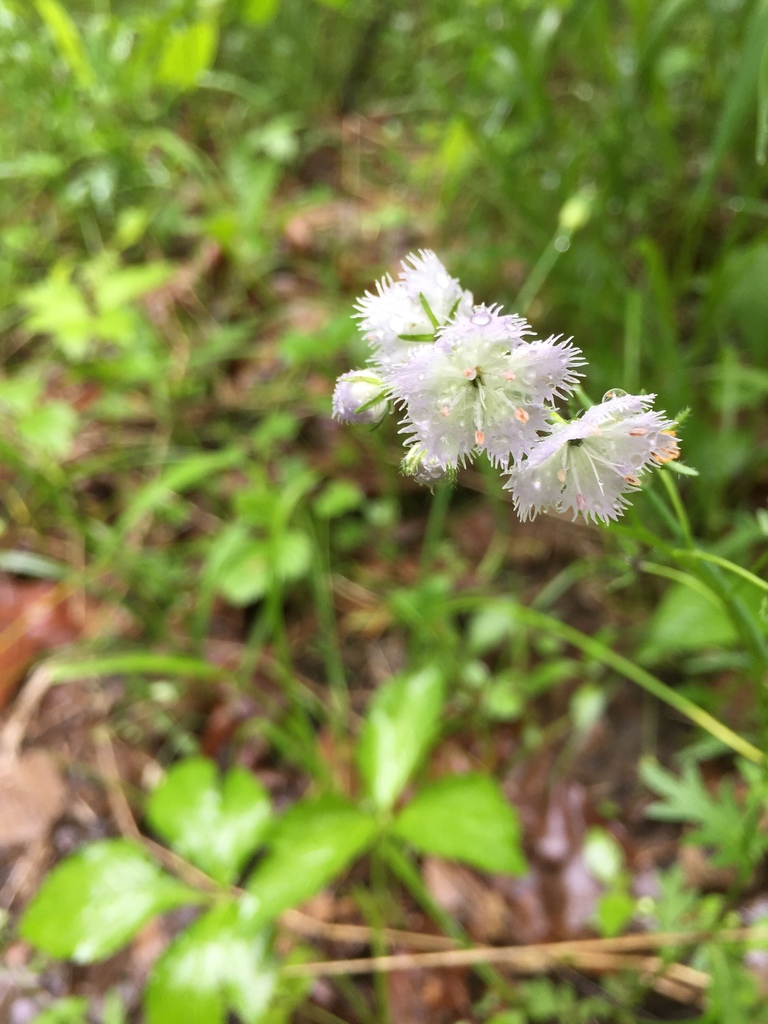 Miami Mist from 63069, Pacific, MO, US on May 11, 2019 at 03:07 PM by ...