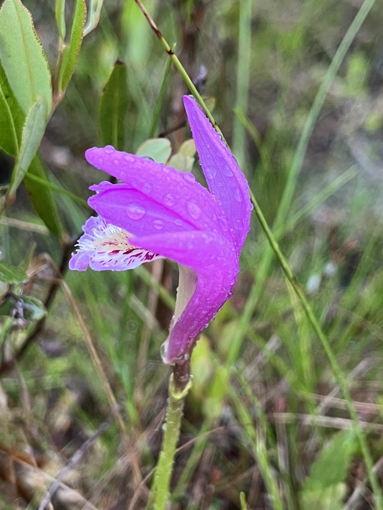 Dragon's Mouth in May 2024 by Bonnie Isaac · iNaturalist