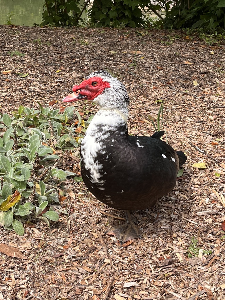 Domestic Muscovy Duck from Lake Clara Meer, Atlanta, GA, US on March 29 ...