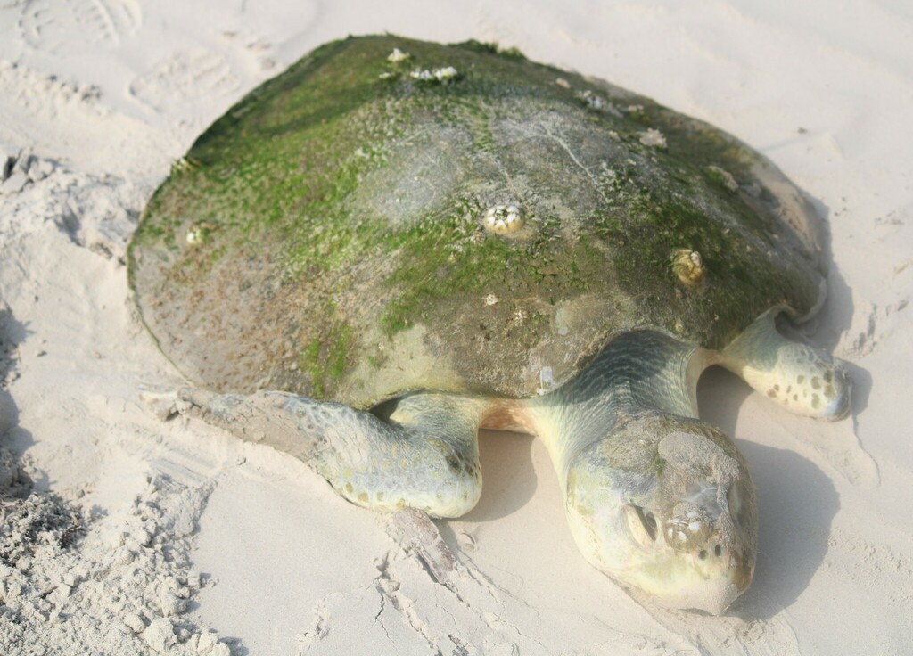 Kemp's Ridley Sea Turtle in May 2024 by Philip Woods. Stranded Dead ...
