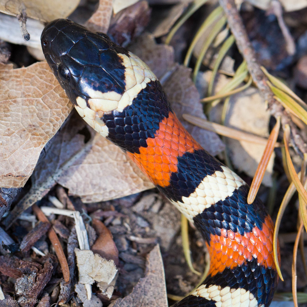 California Mountain Kingsnake in May 2016 by Ken-ichi Ueda · iNaturalist