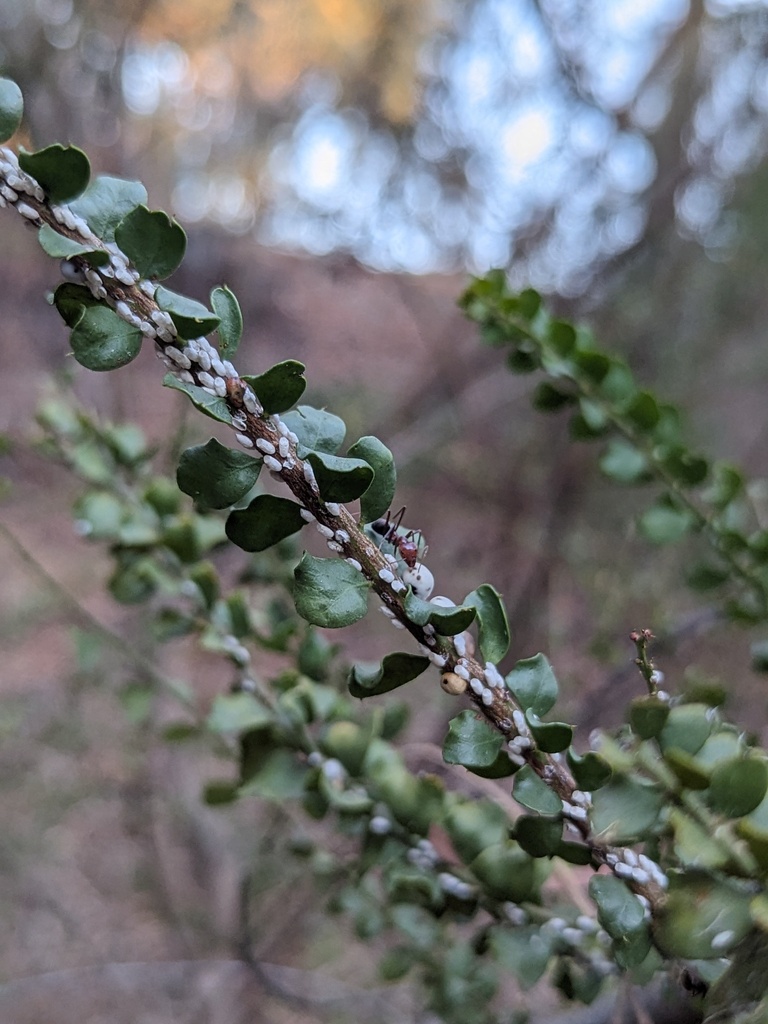 Wattle Tick Scale from Adelaide SA, Australia on May 18, 2024 at 05:00 ...