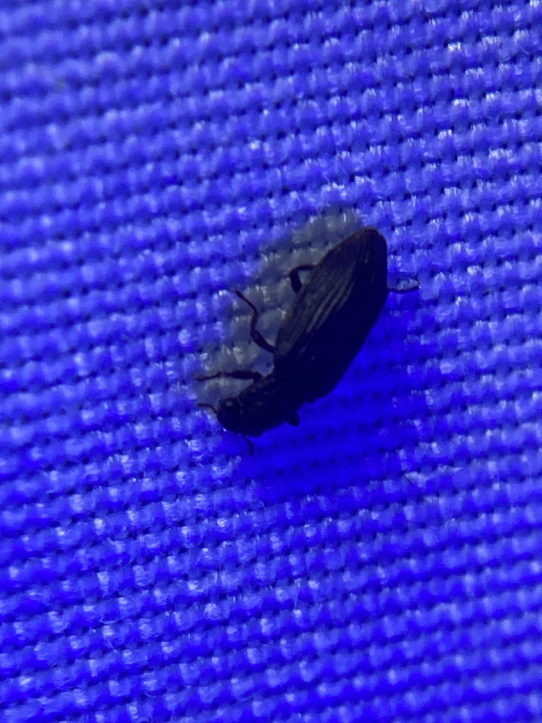 Hydrochus from Andover, MN 55304, USA on May 25, 2024 at 10:24 PM by ...