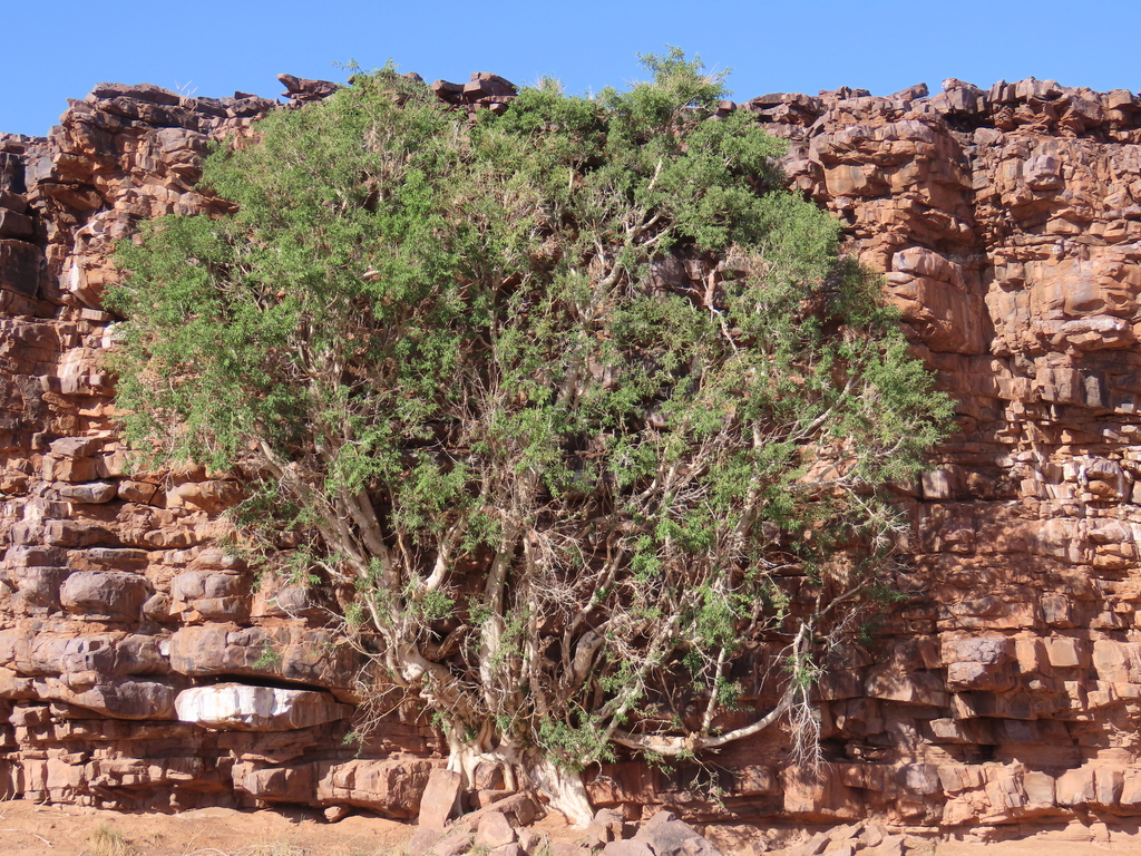 Namaqua Fig from Karas Region, Namibia on May 2, 2024 at 03:51 PM by ...