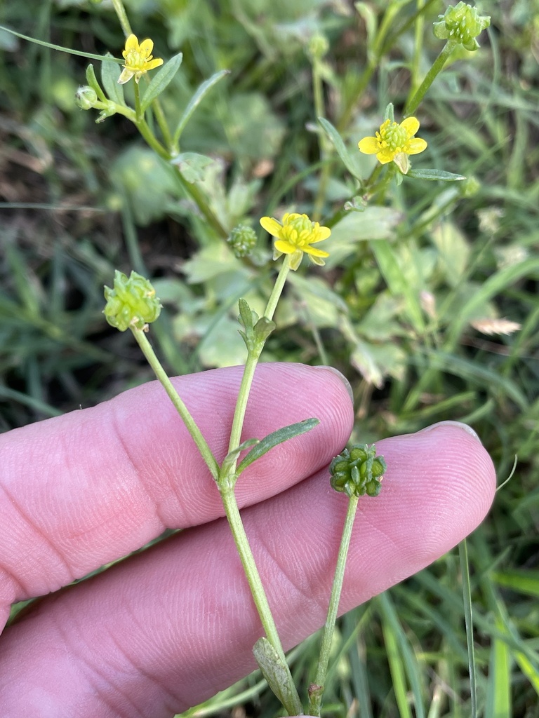 Rough-fruited buttercup from Ladd St, Dallas, TX, US on May 26, 2024 at ...