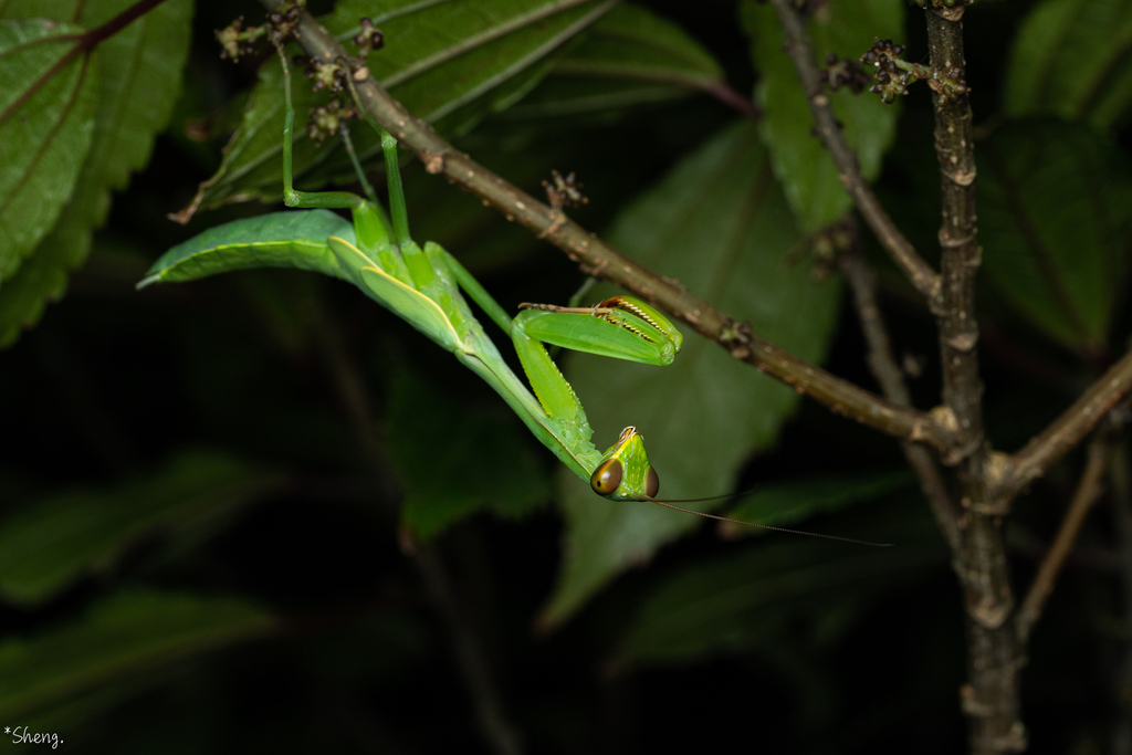 Formosan Giant Mantis from Taipei, TW-TP, TW on May 10, 2024 at 09:46 ...