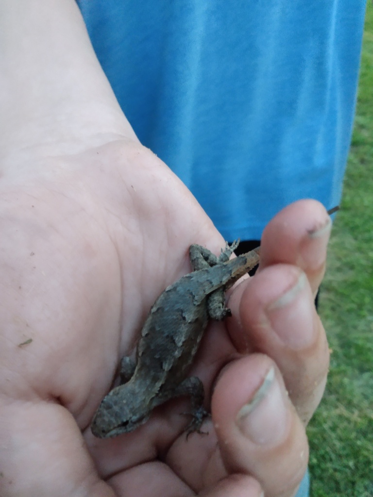 Prairie Lizard from Stone County, US-MO, US on May 23, 2024 at 08:24 PM ...