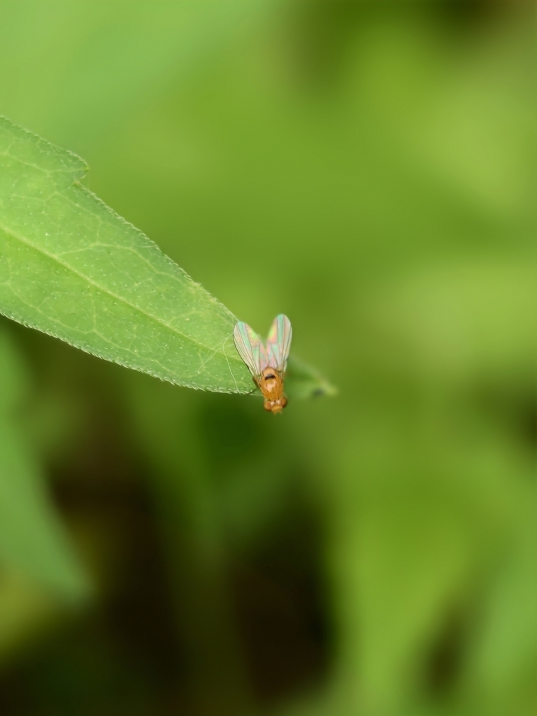 Homoneura notostigma from Huai'an, CN-JS, CN on May 26, 2024 at 06:20 ...
