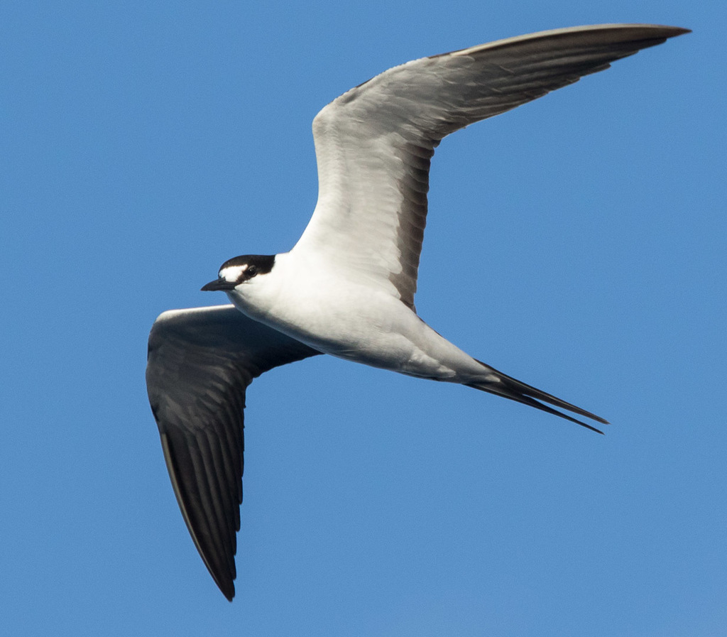 Brown-backed Terns (Onychoprion) - Avian Discovery