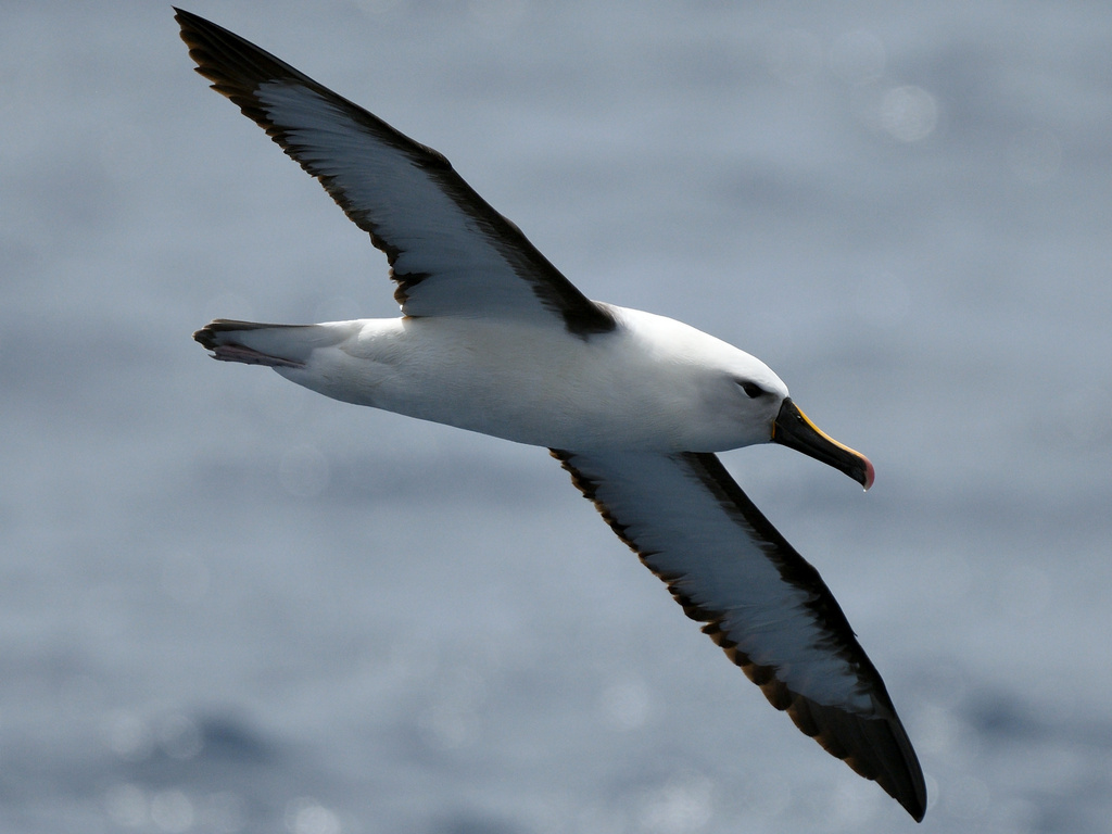 Indian Yellow-nosed Albatross from North-East of Amsterdam island on ...
