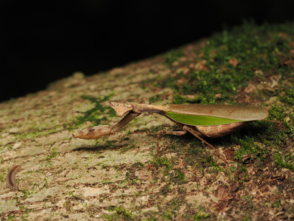 Japanese Boxer Mantis from 424台灣台中市和平區 on May 26, 2024 at 11:39 AM by ...