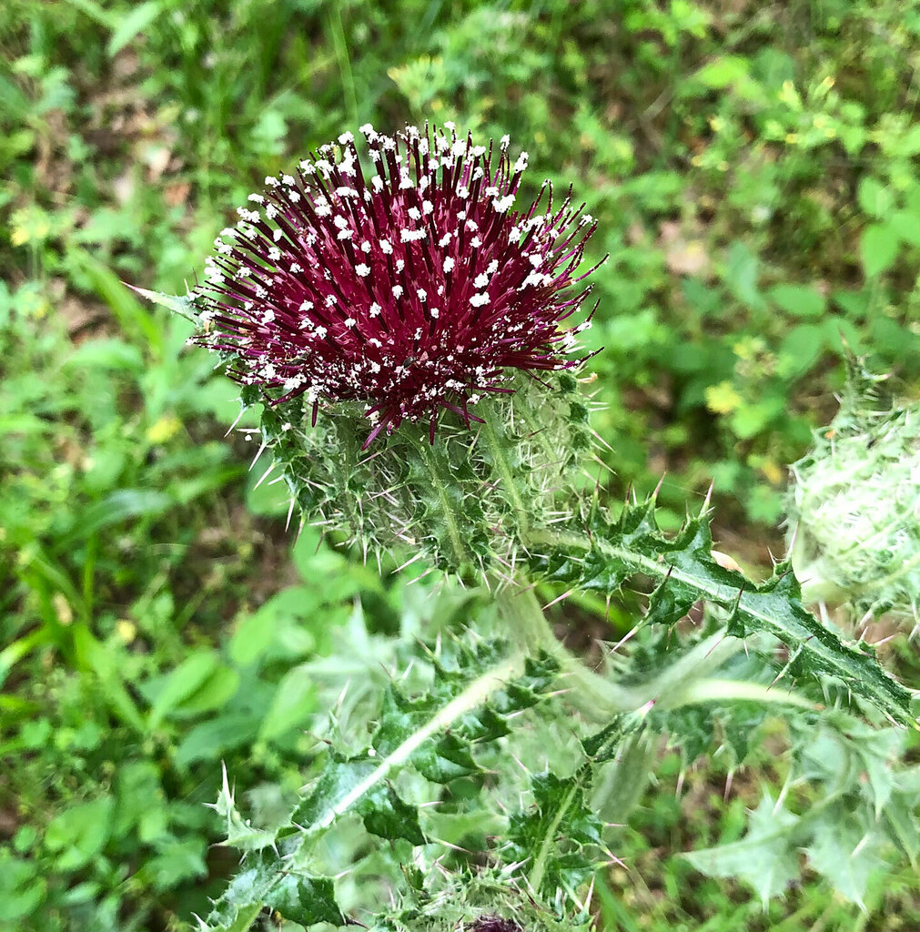 bristle thistle (Cirsium horridulum) - Botanical Realm