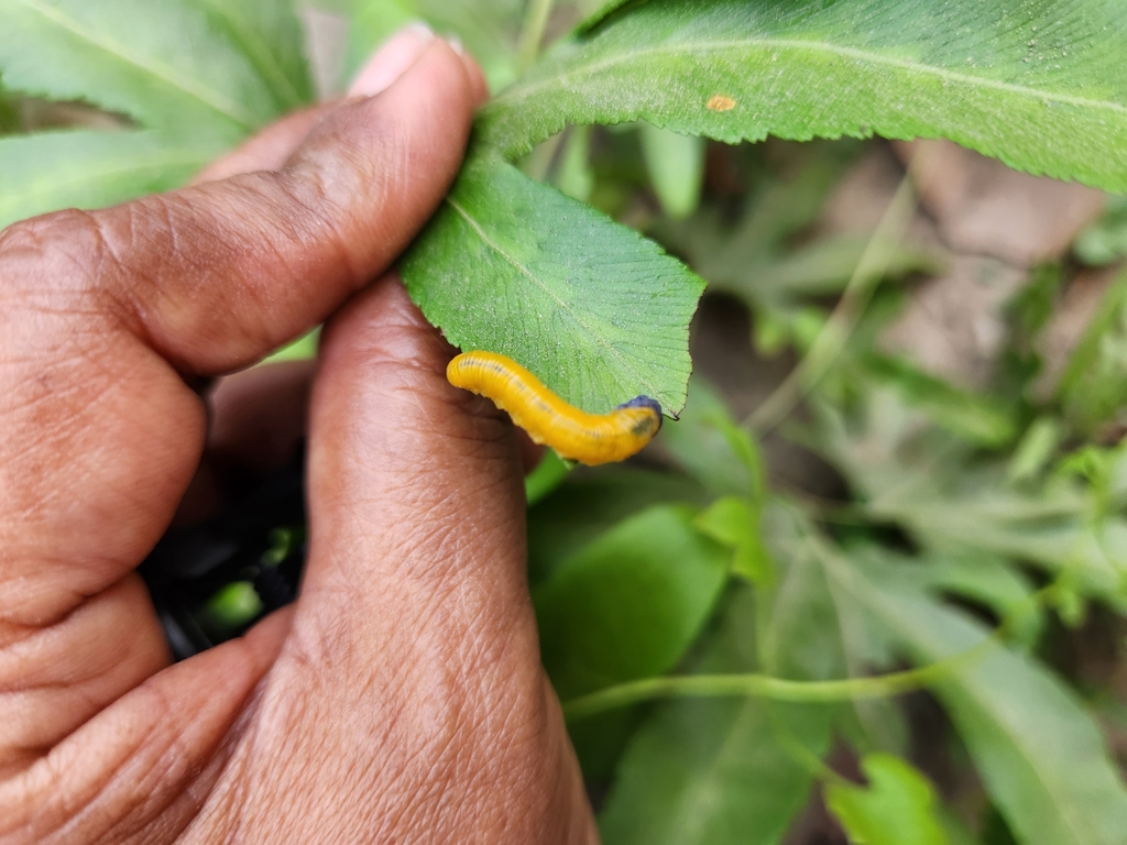 Butterflies and Moths from 790103 on May 4, 2024 at 05:10 PM by Kobita ...